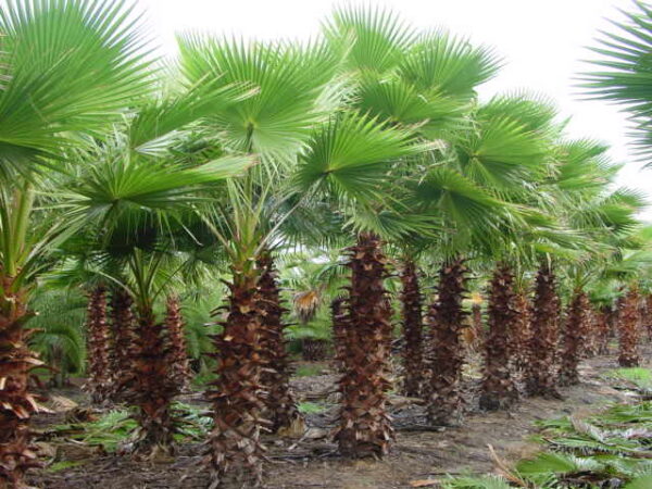 The Washington Palm Tree - Date Palm Trees