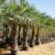 Date Palm Tree suppliers in UAE – Premium Quality Trees