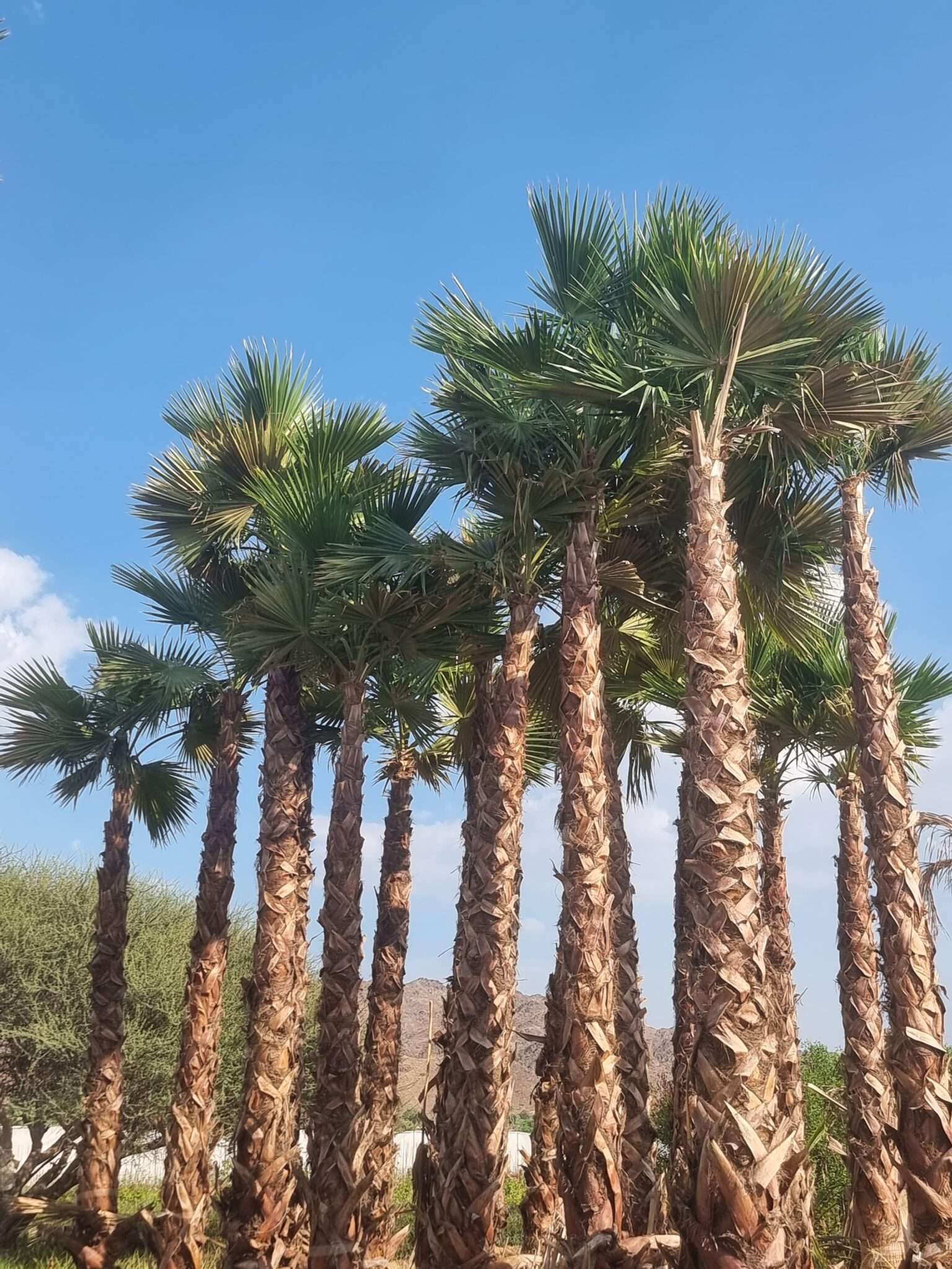 Importance of date palms for UAE - Date Palm Trees